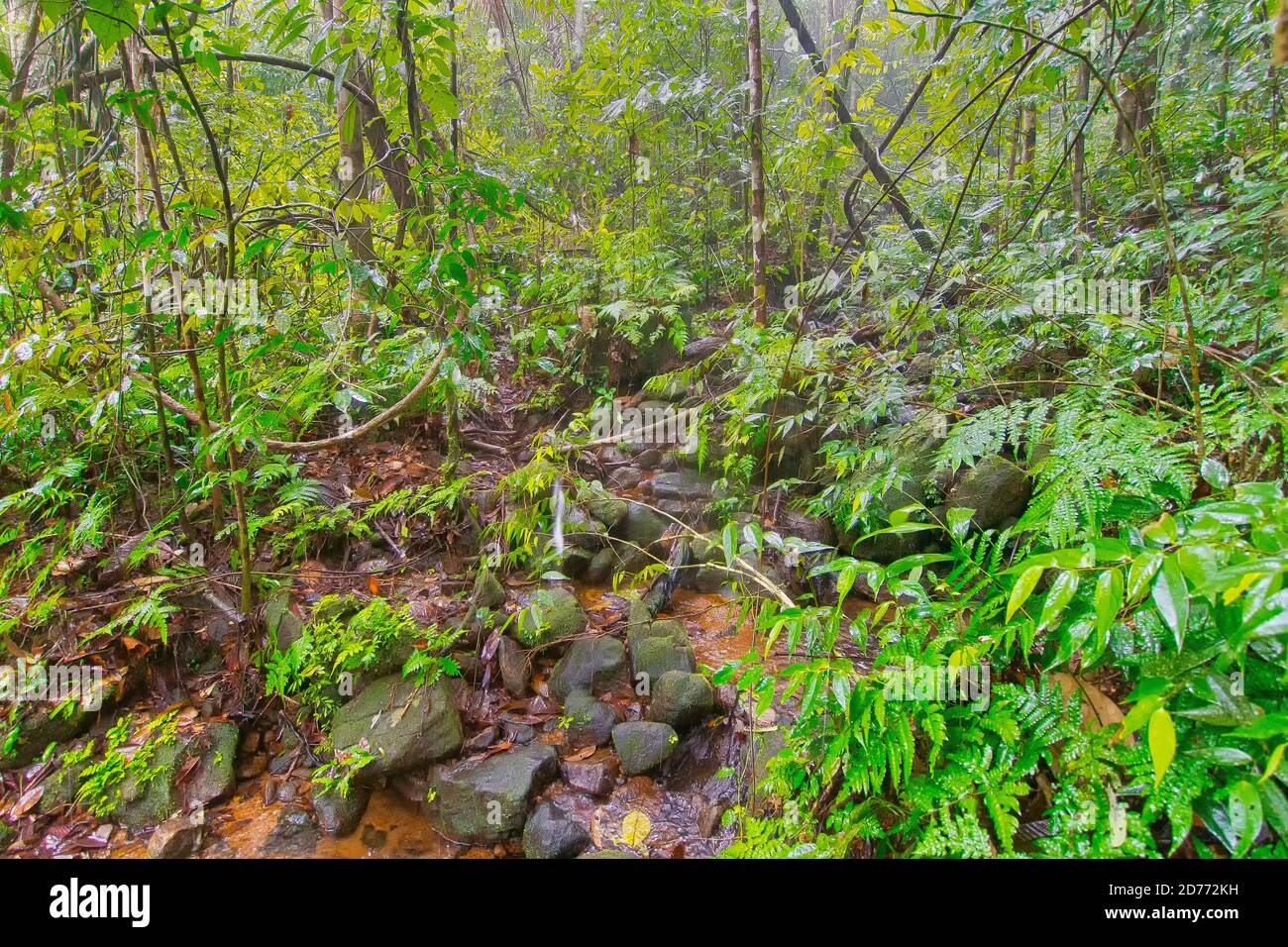Tropical Rainforest View, Sinharaja National Park Rain Forest ...