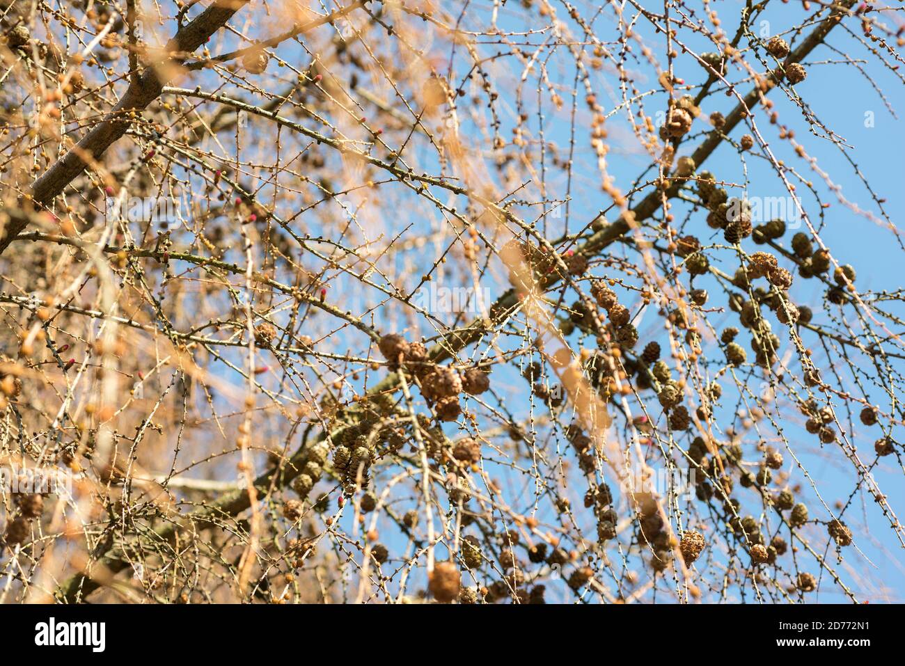 Tree larch with bumps in spring Stock Photo - Alamy