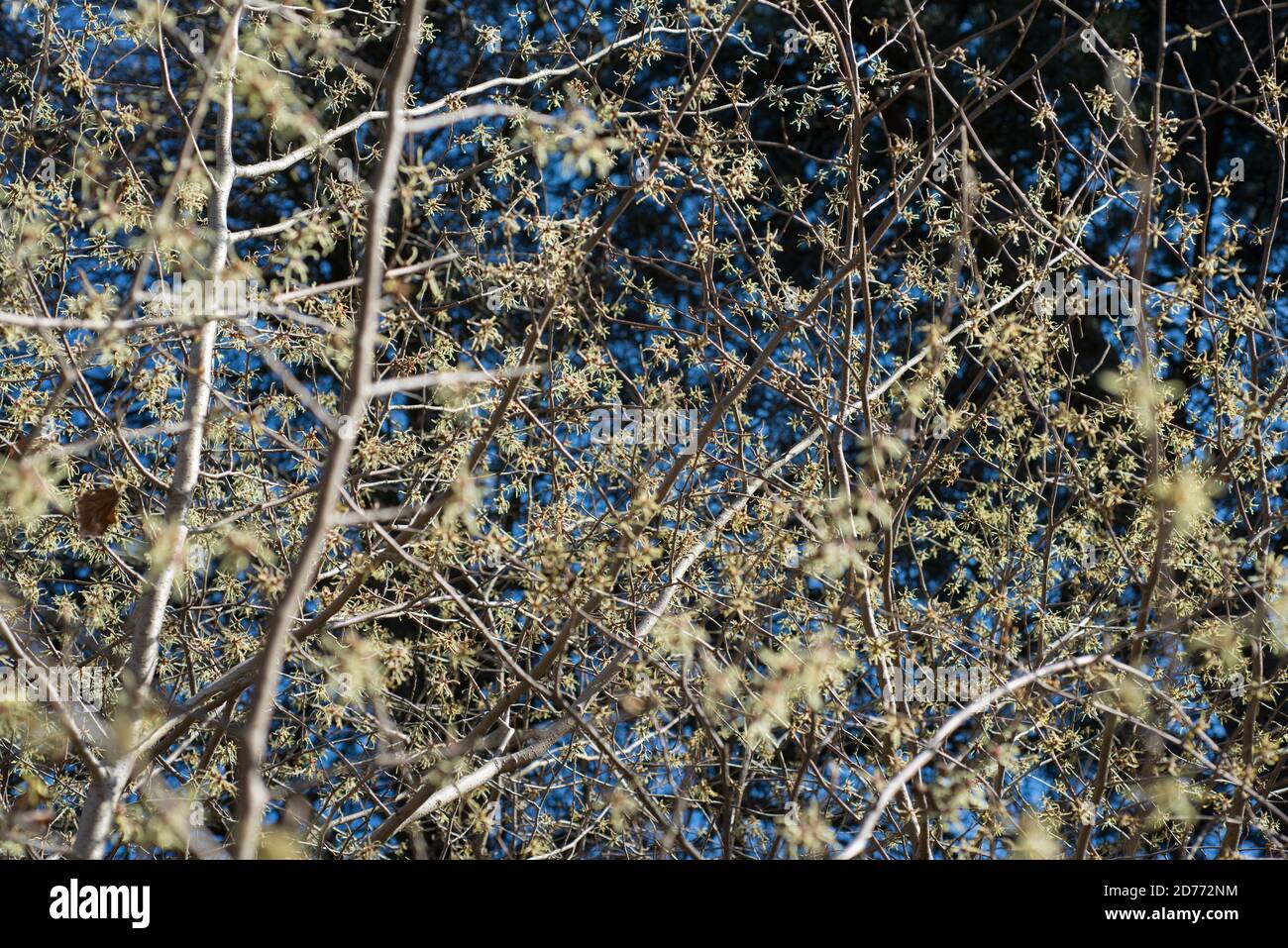 Witch hazel tree blooms in the spring. Hamamelis mollis Stock Photo - Alamy