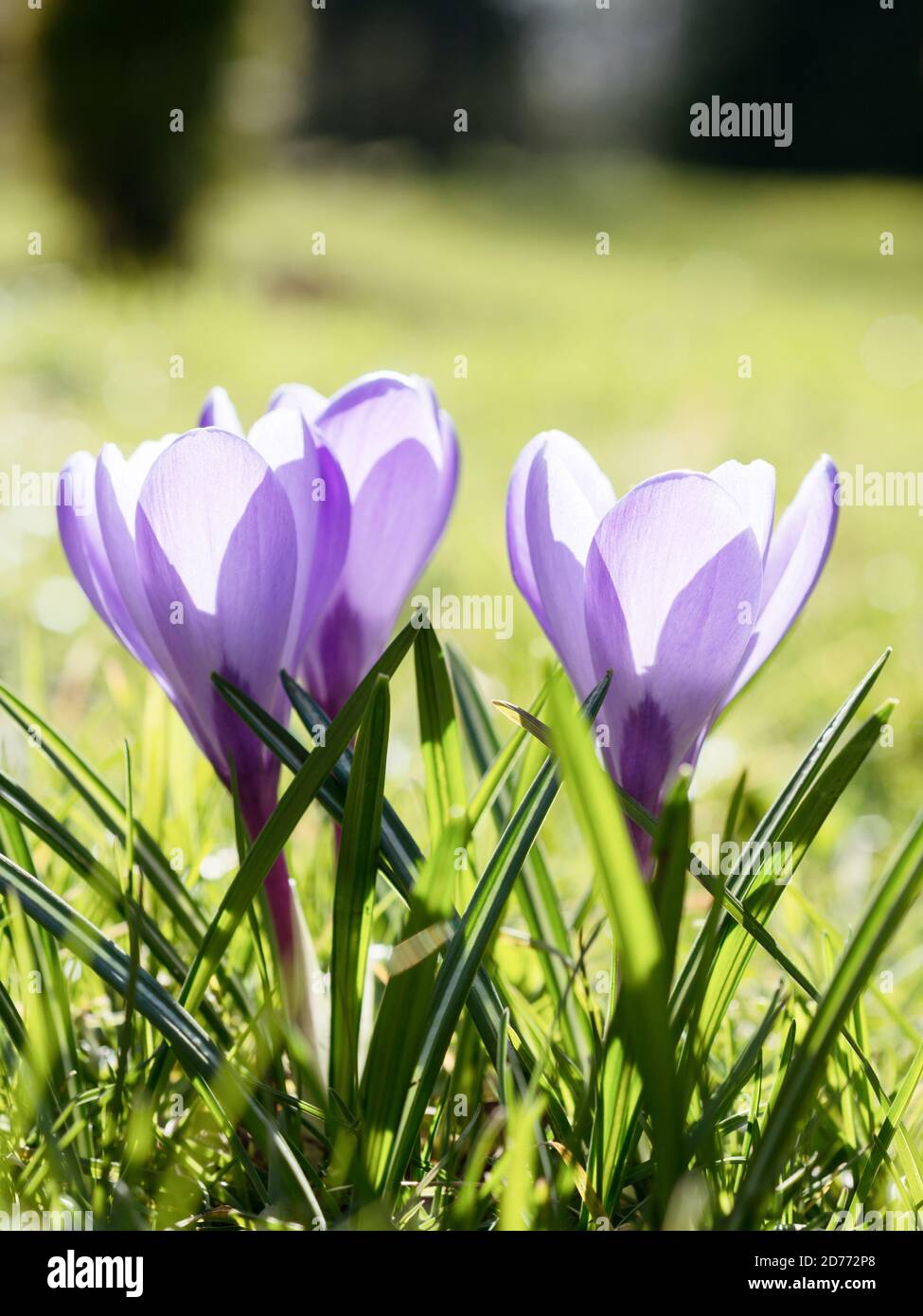 Purple crocuses grow in the garden in spring Stock Photo - Alamy