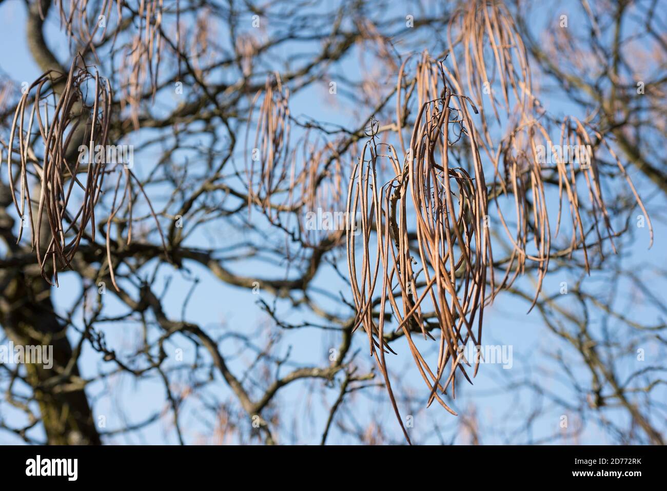 Dry pods on the tree of Catalpa bignonioides in spring Stock Photo - Alamy