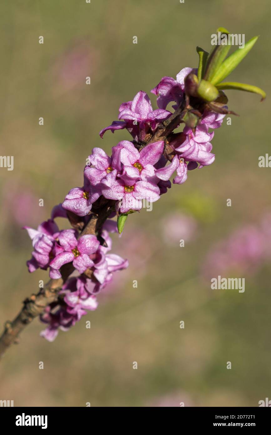 Daphne tree hi-res stock photography and images - Alamy