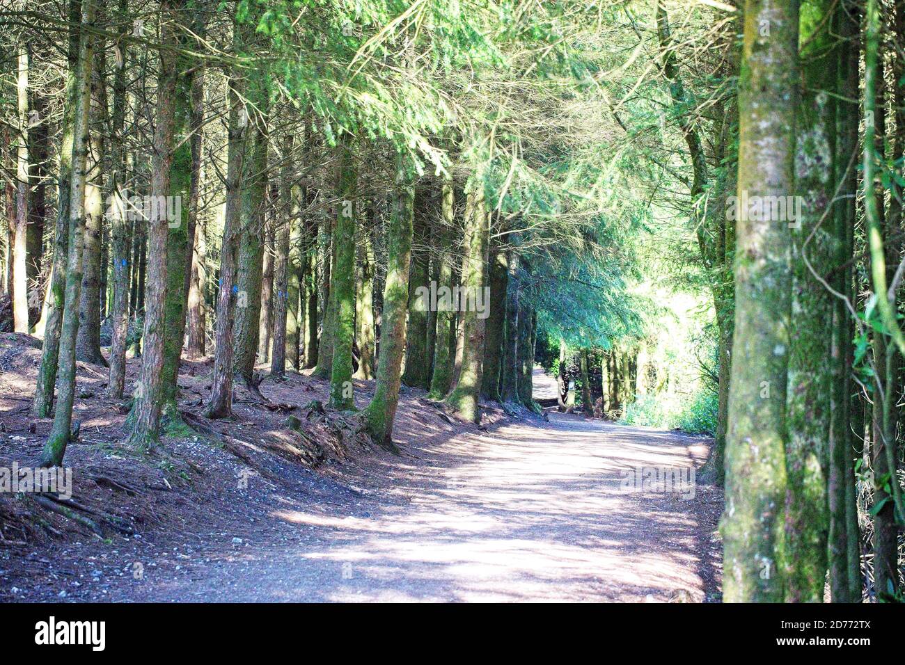One of the main walking and cycling paths through Haldon Forest, Devon ...