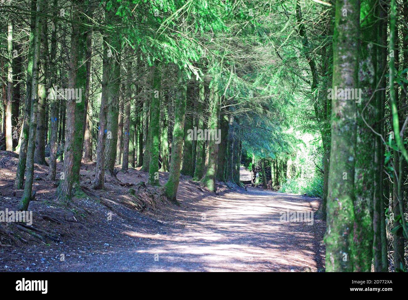 One of the main walking and cycling paths through Haldon Forest, Devon ...
