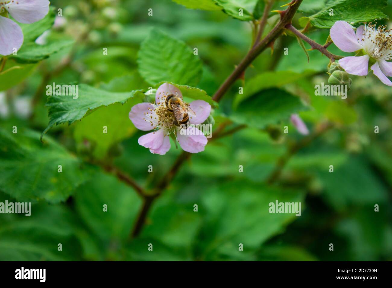 Various elements hi-res stock photography and images - Alamy