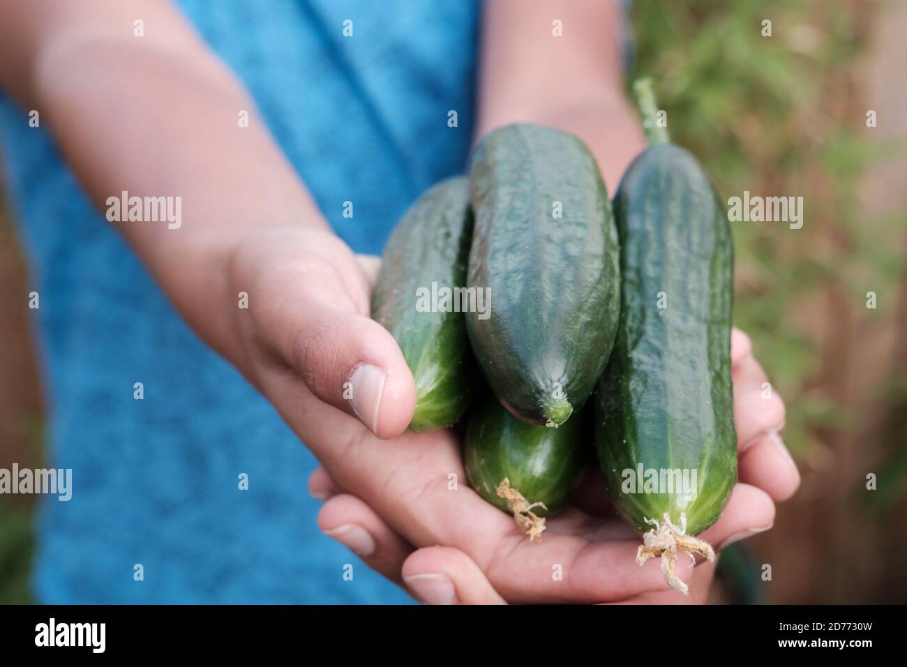 Child cucumber garden hi-res stock photography and images - Alamy