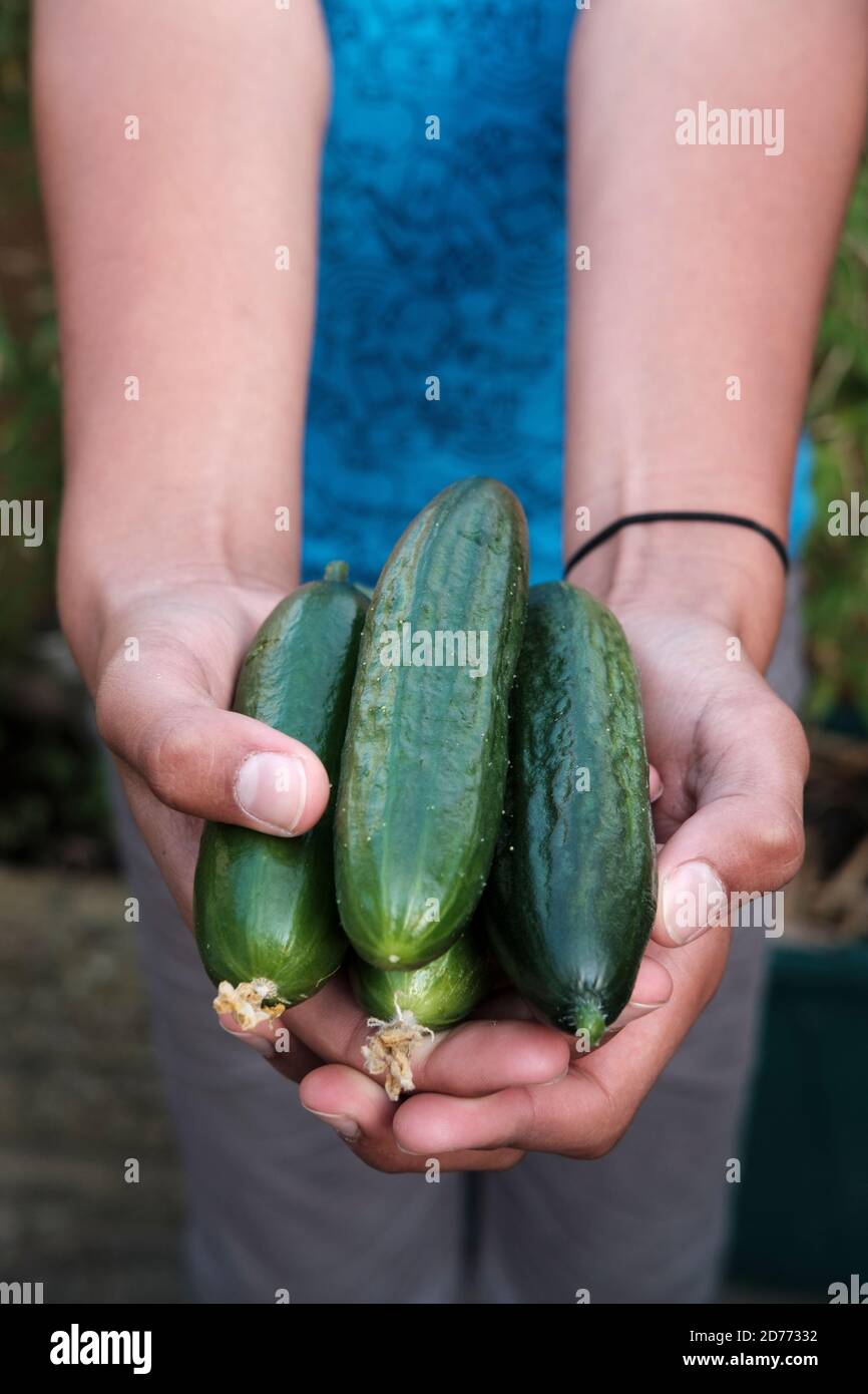 Growing cucumbers hi-res stock photography and images - Alamy