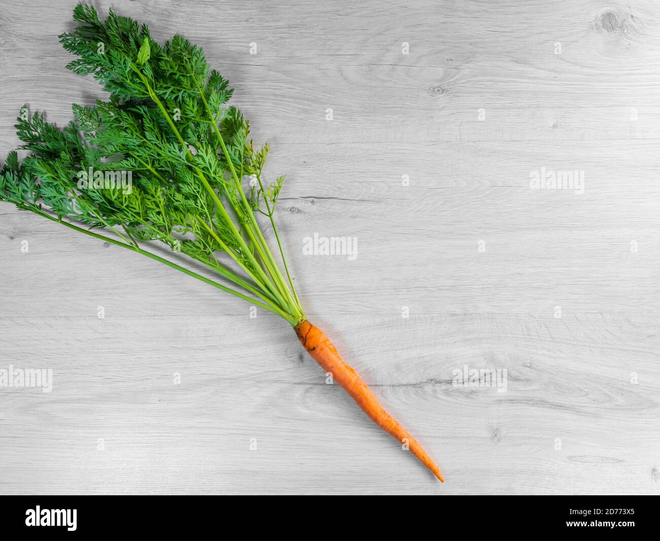Orange natural carrot with a fluffy long tail. On a light background ...
