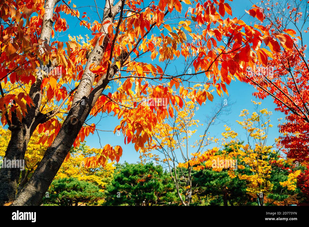 Autumn of Hyowon Park in Suwon, Korea Stock Photo - Alamy