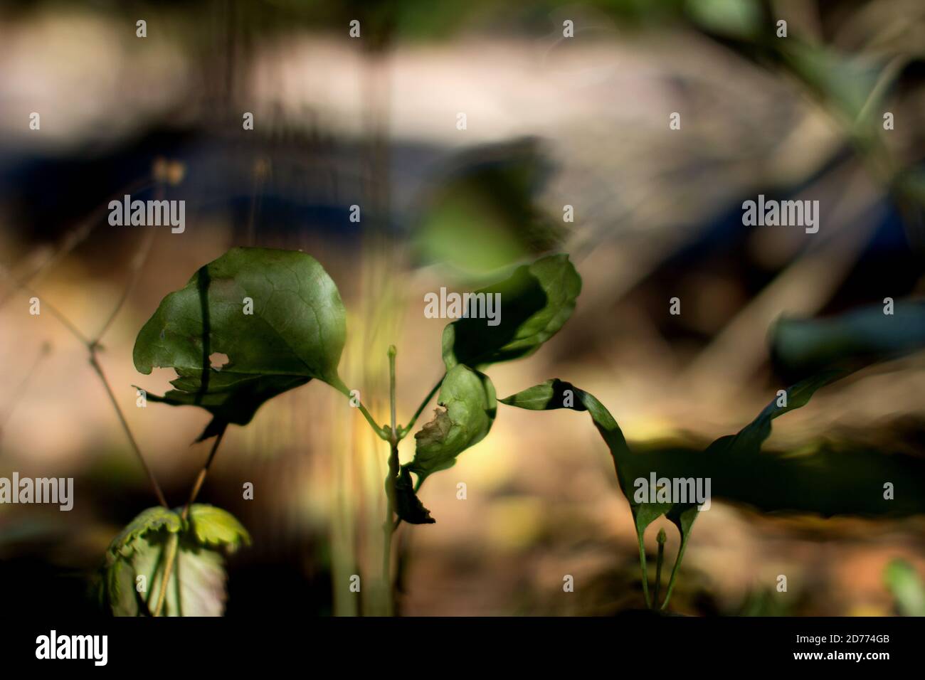 closeup green plant with blurry backgroundgrr Stock Photo - Alamy