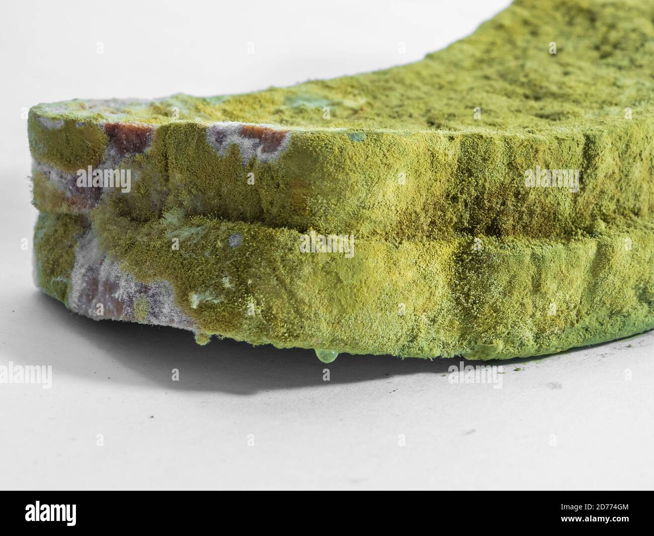 A piece of bread covered with green mold on a white background isolate ...