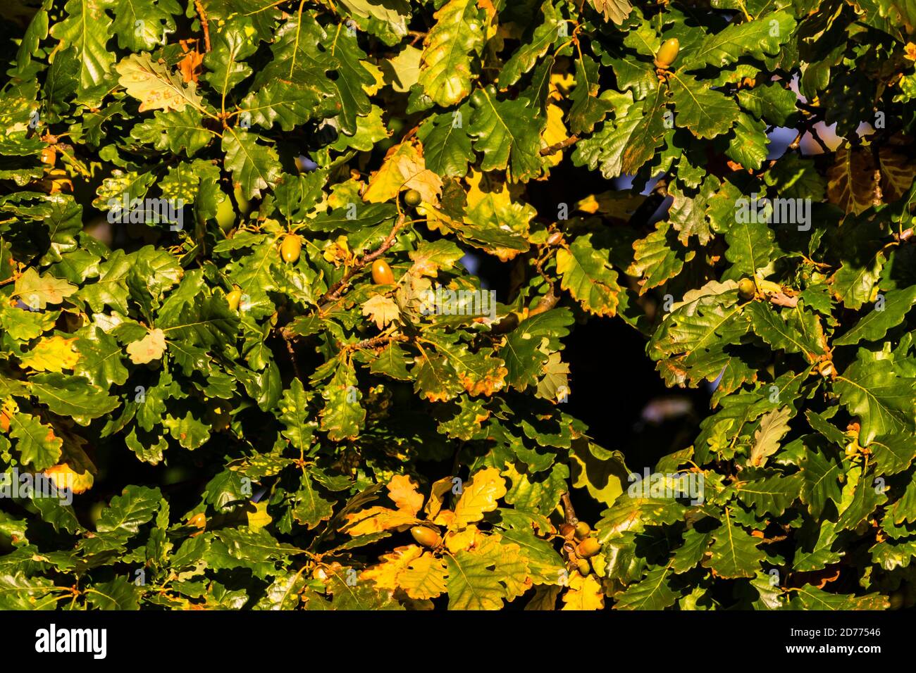 Late afternoon autumn sunlight in an oak tree in East Finchley, London ...