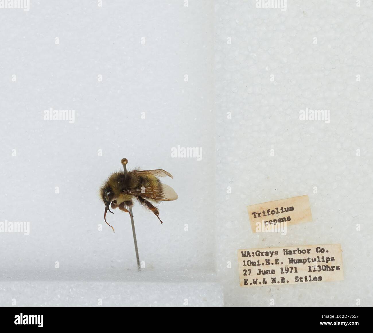 10 miles northeast of Humptulips, Grays Harbor, Washington, United ...