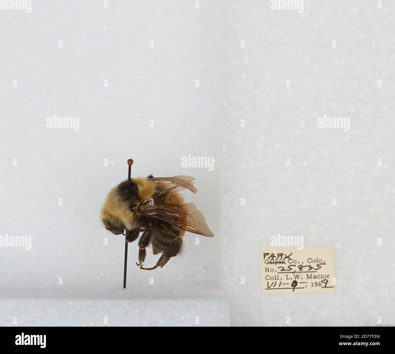 Park, Colorado, United States, Bombus (Subterraneobombus) appositus ...