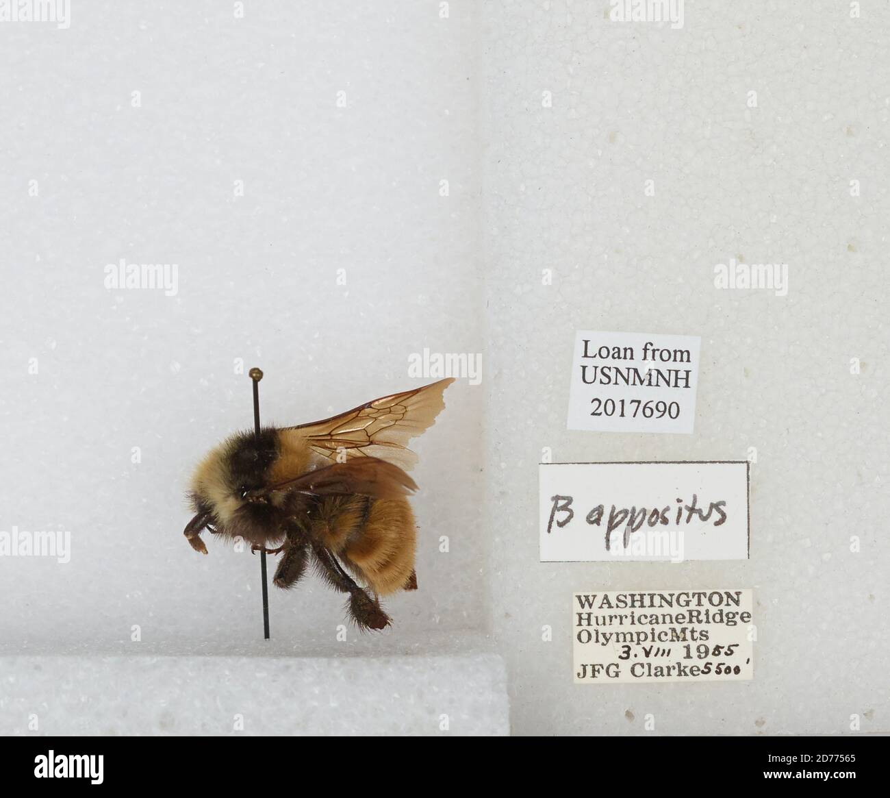 Hurricane Ridge, Olympic Mountains, Olympic National Park, Clallam ...