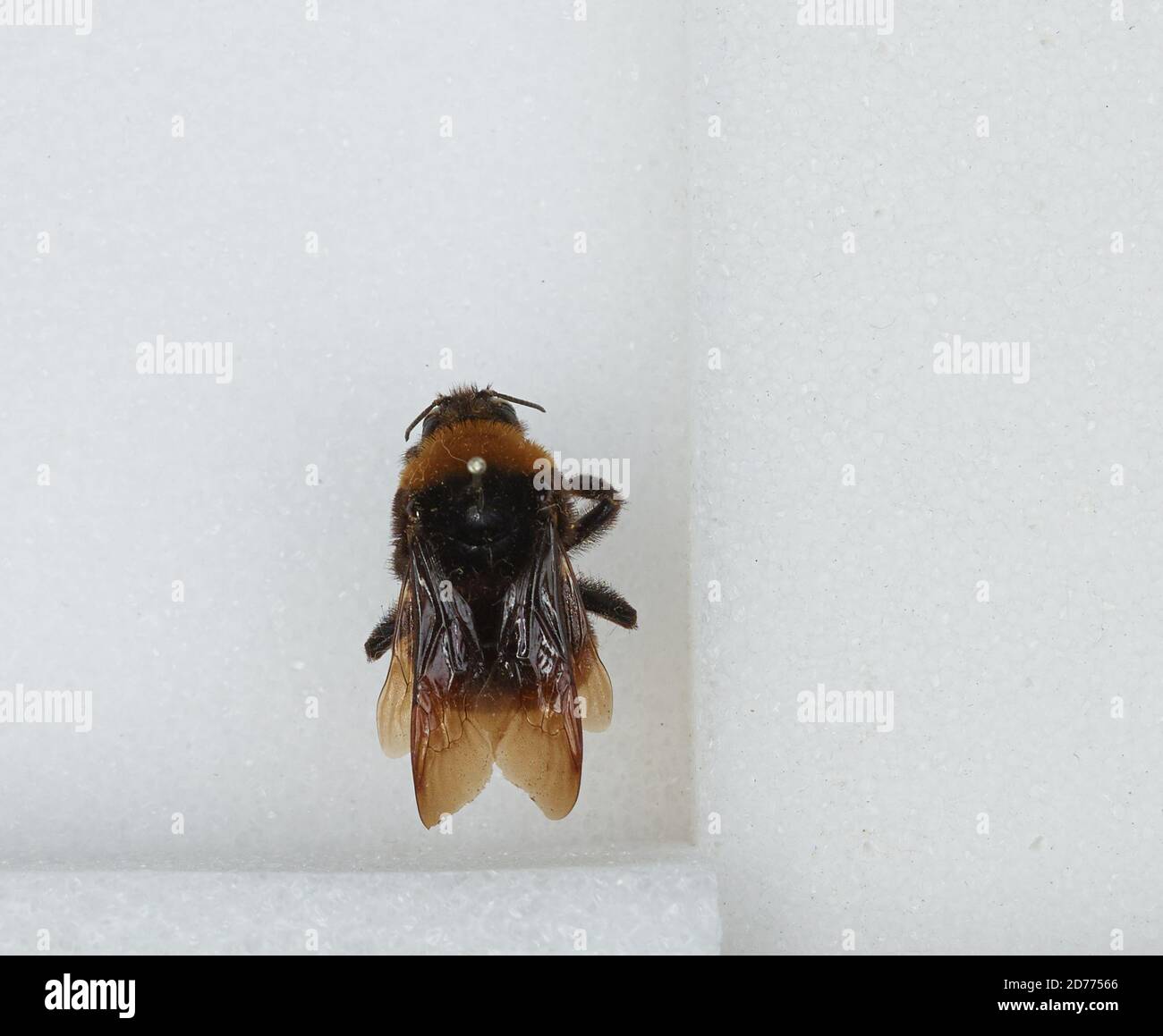 Bombus (Crotchiibombus) crotchii Cresson, 1878, Animalia, Arthropoda ...