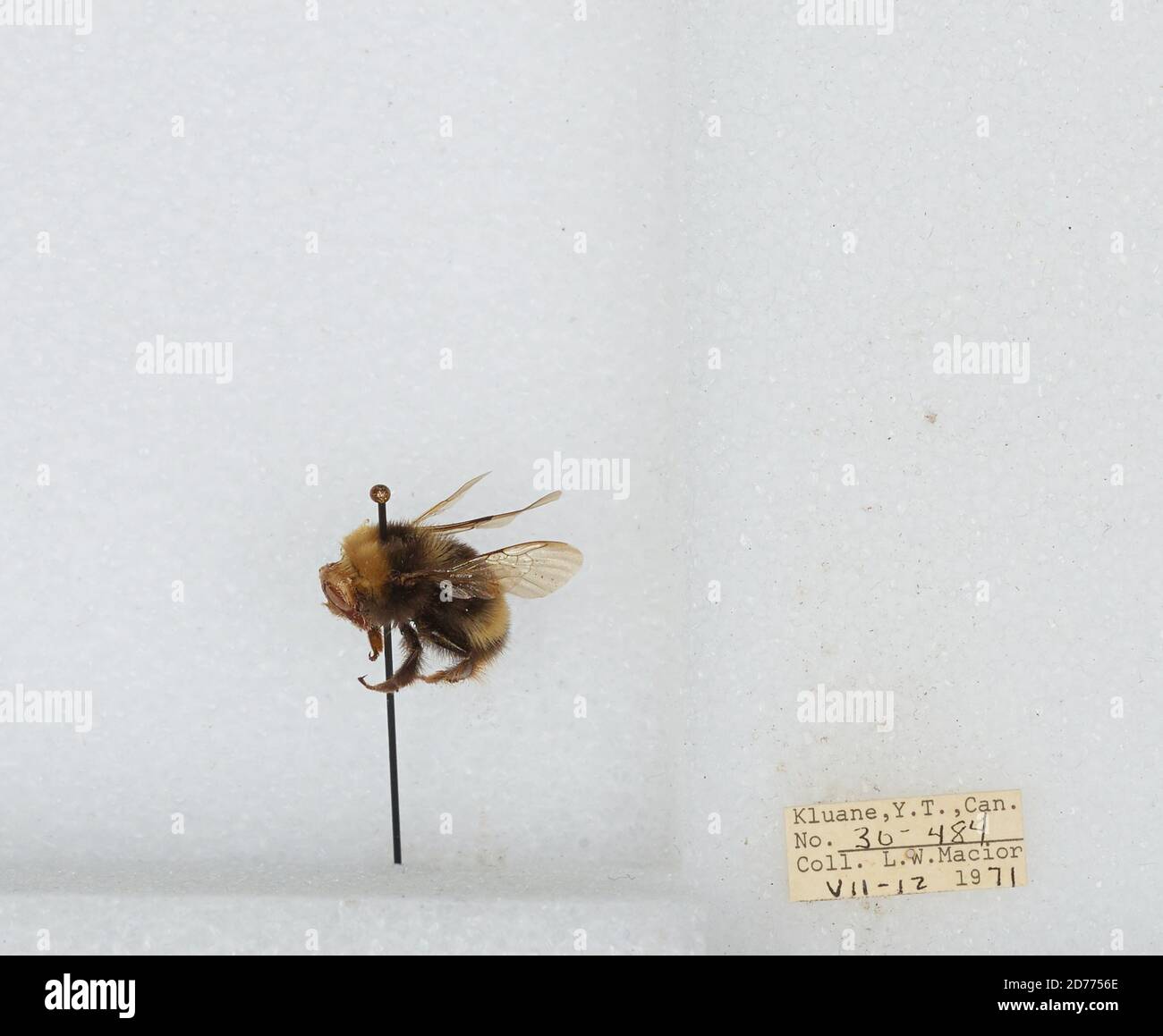 Kluane, Yukon Territory, Canada, Bombus (Bombus) occidentalis Greene ...