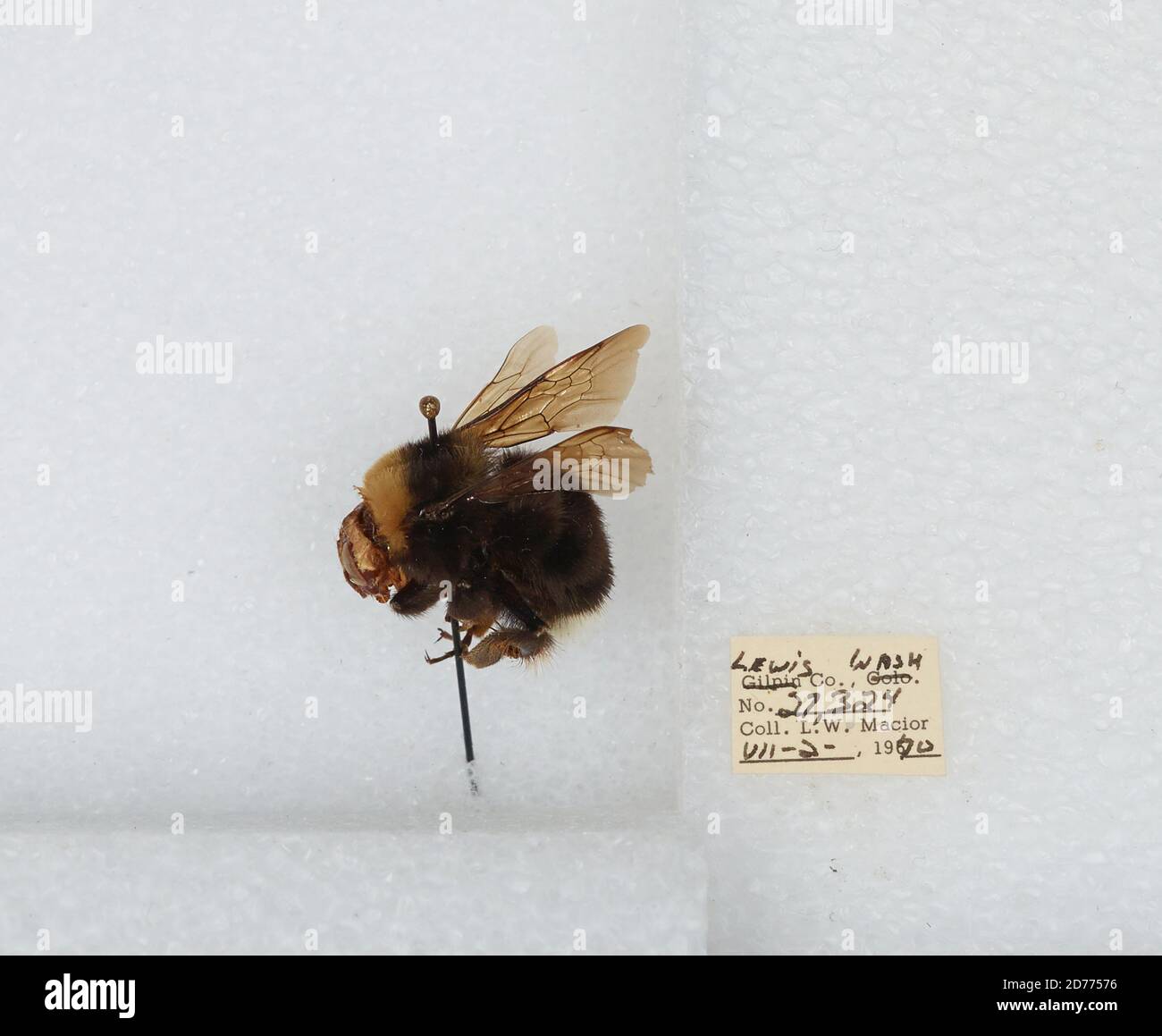 Lewis, Washington, United States, Bombus (Bombus) occidentalis Greene ...