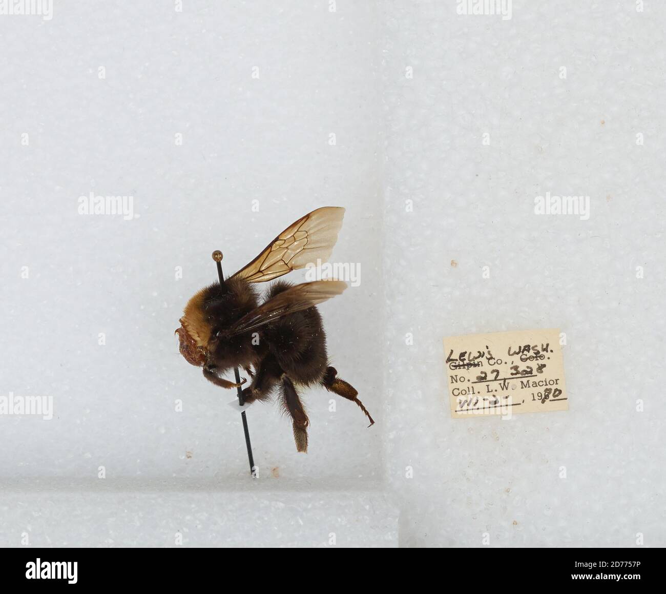 Lewis, Washington, United States, Bombus (Bombus) occidentalis Greene ...