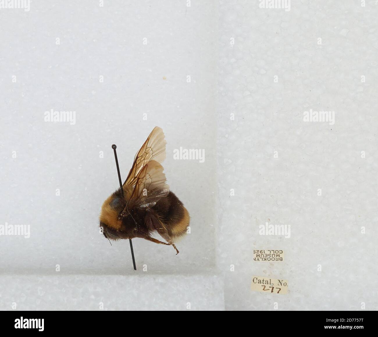 Bombus (Bombus) occidentalis Greene, Animalia, Arthropoda, Insecta ...