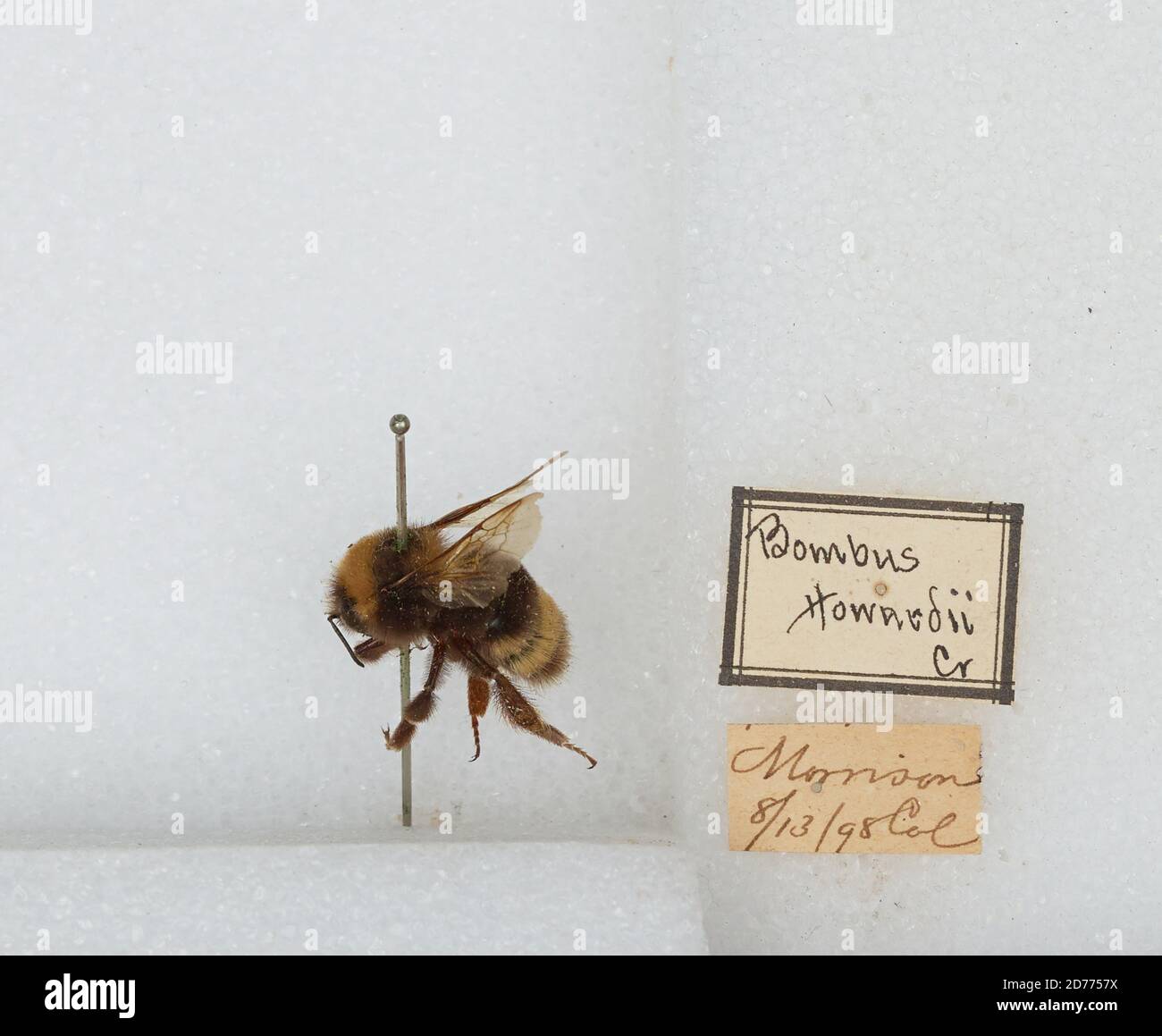Bombus (Bombus) occidentalis Greene, Animalia, Arthropoda, Insecta ...