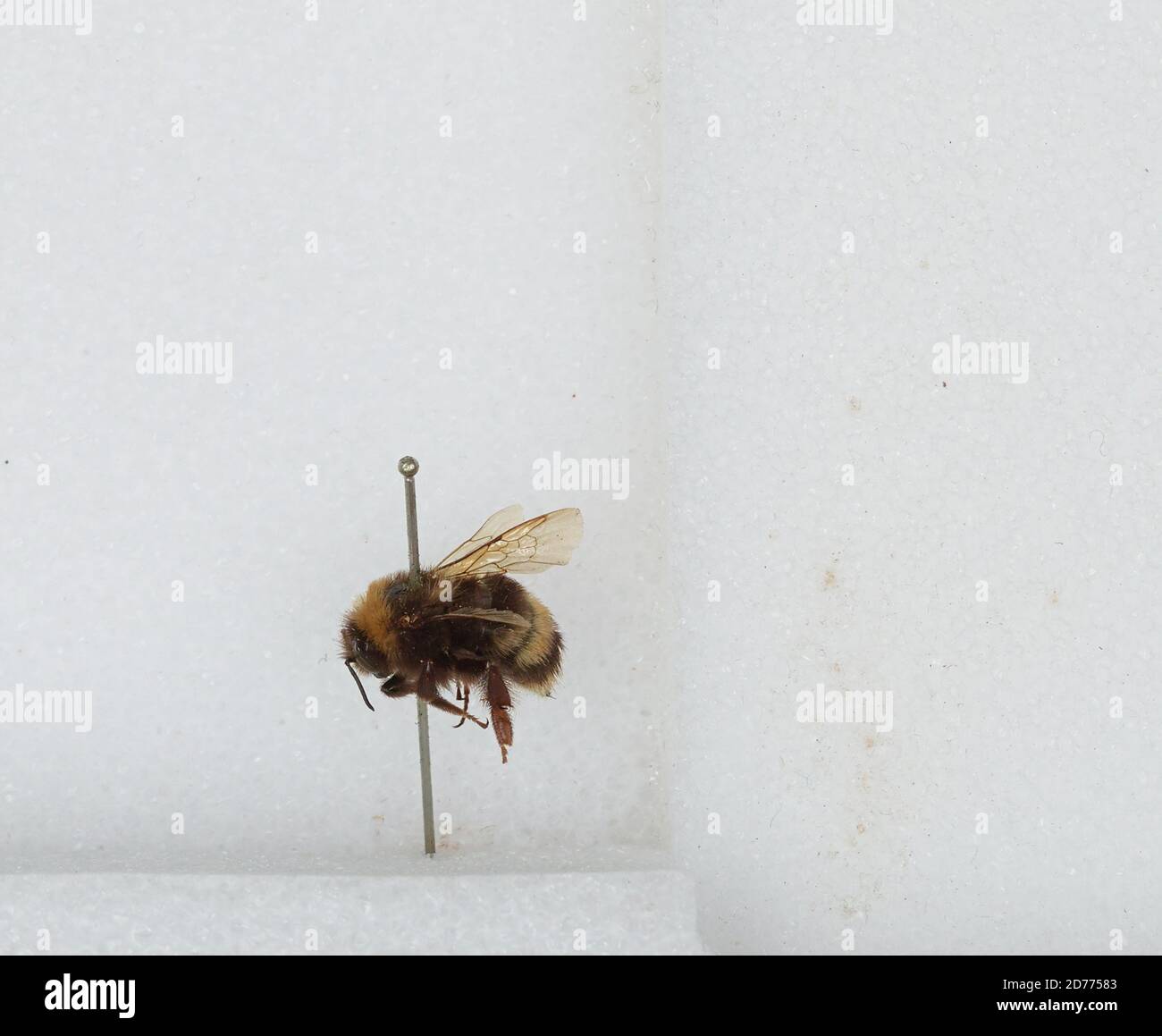 Bombus (Bombus) occidentalis Greene, Animalia, Arthropoda, Insecta ...