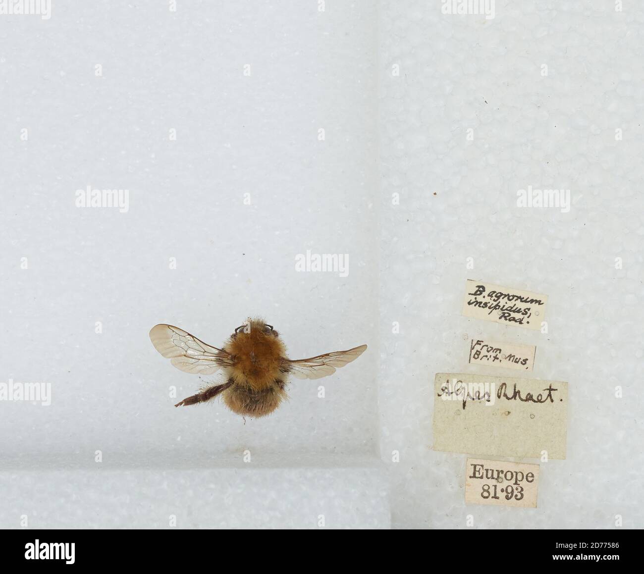 Rhaetian Alps, Bombus (Thoracobombus) humilis Illiger, Animalia ...