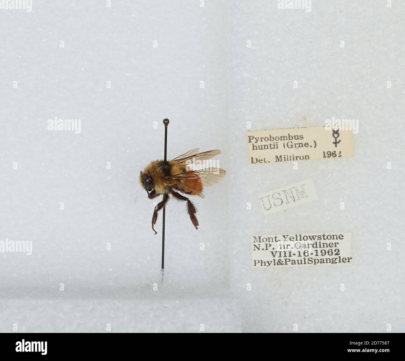 Yellowstone National Park, near Gardiner, Park, Montana, United States ...