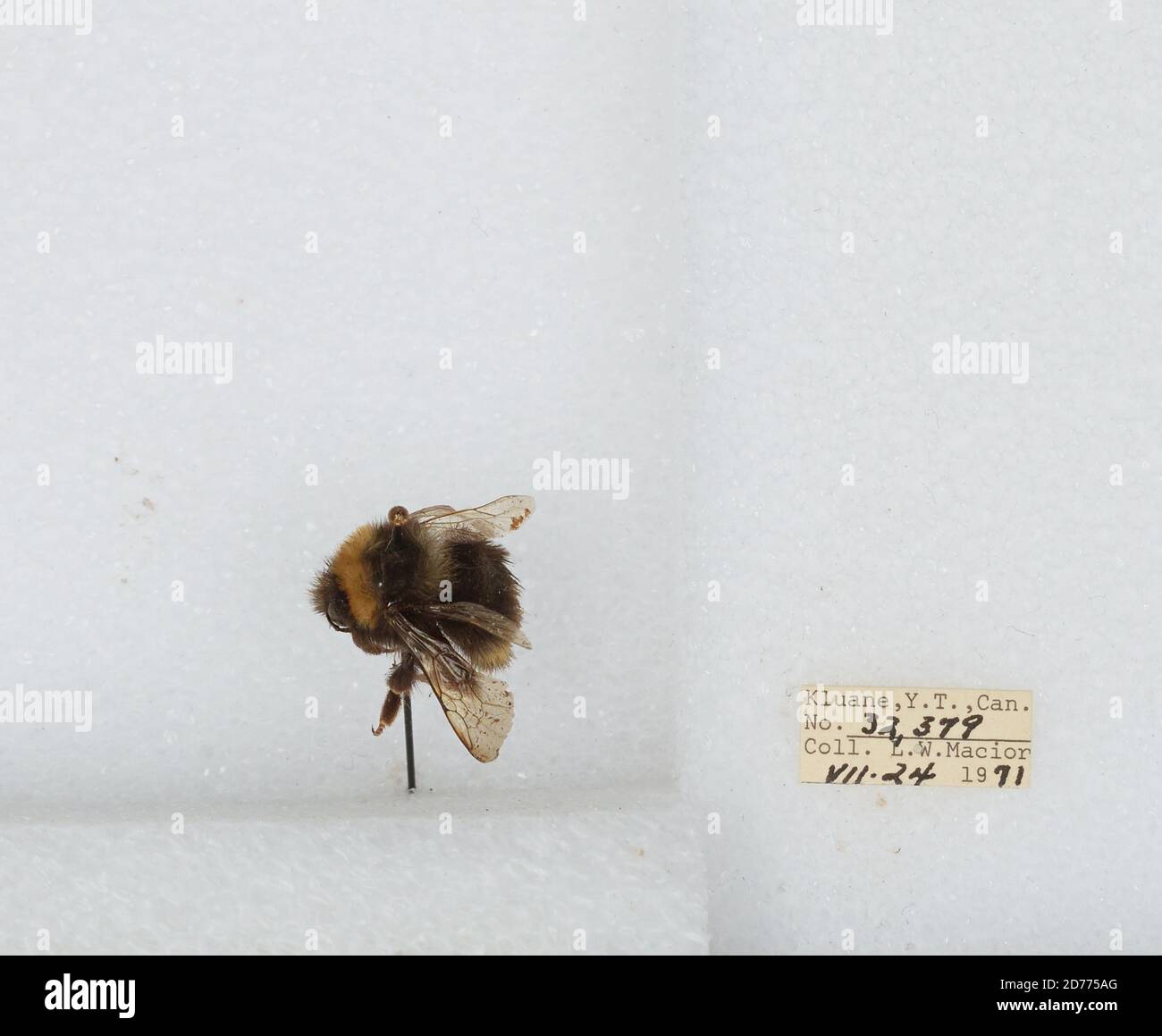 Kluane, Yukon Territory, Canada, Bombus (Bombus) occidentalis Greene ...