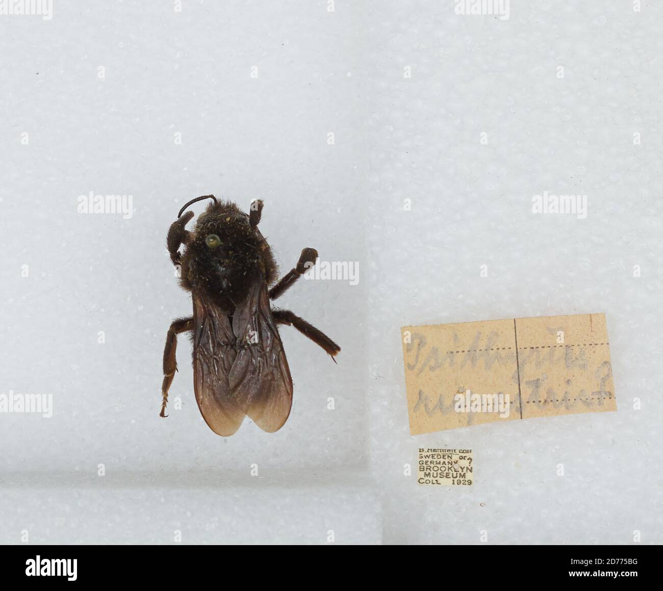 Psithyrus barbutellus hi-res stock photography and images - Alamy