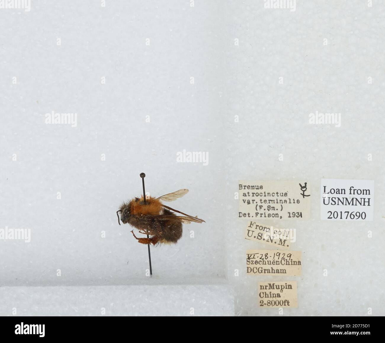 near Muping (formerly Mupin), Sichuan, China, Bombus (Festivobombus ...