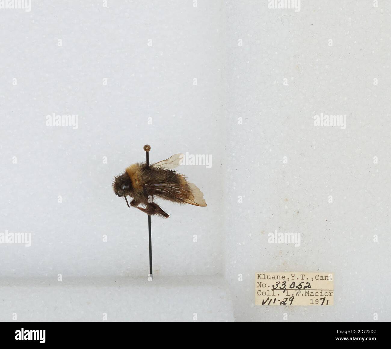 Kluane, Yukon Territory, Canada, Bombus (Bombus) occidentalis Greene ...