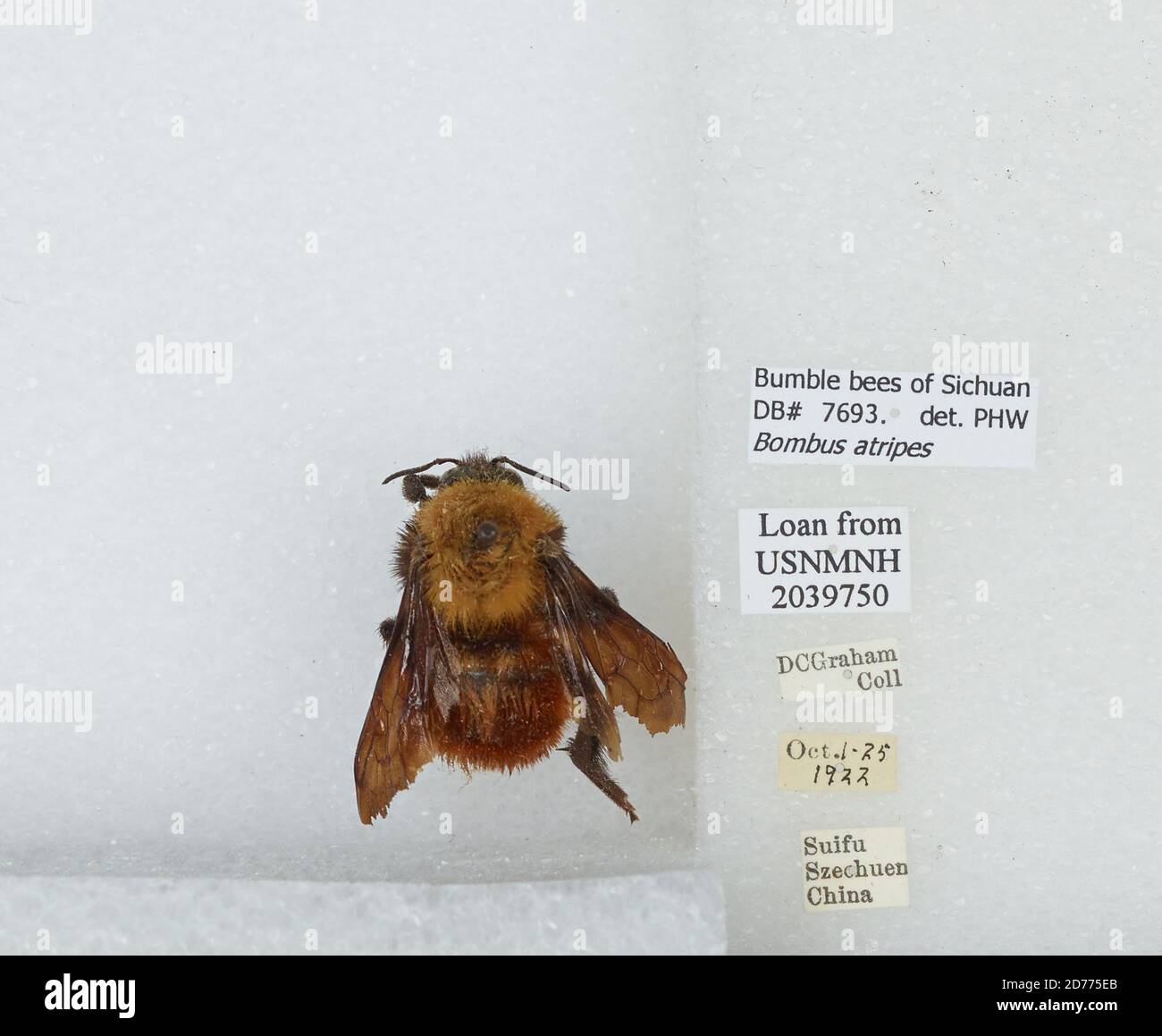 Suifu, Sichuan, China, Bombus (Tricornibombus) atripes Smith, Animalia ...