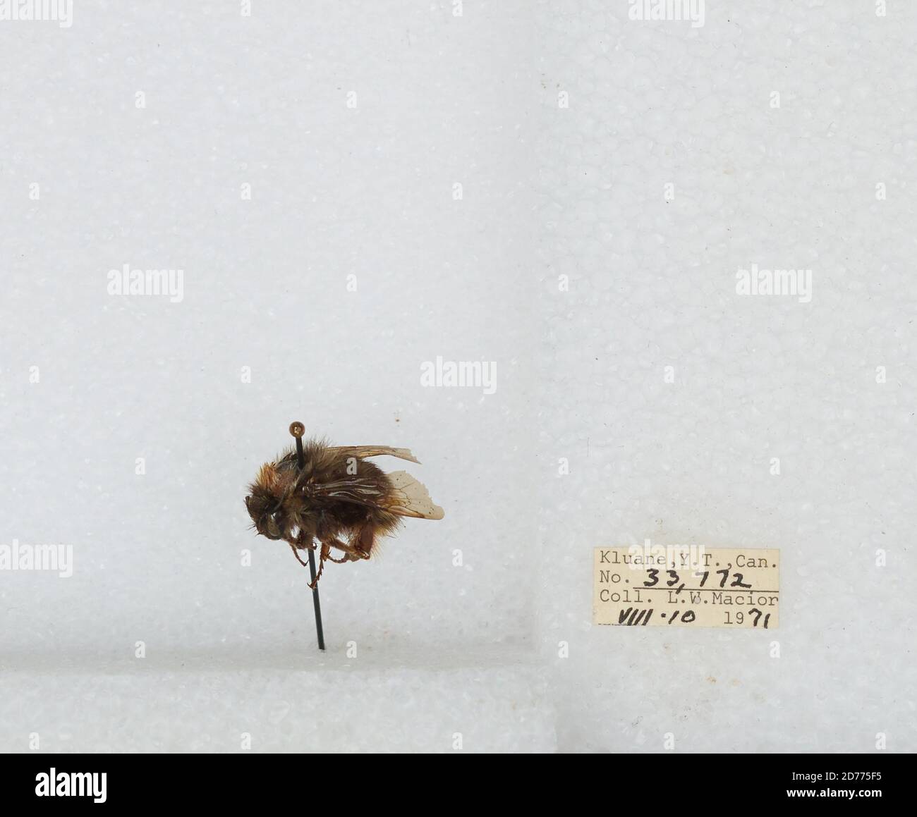 Kluane, Yukon Territory, Canada, Bombus (Bombus) occidentalis Greene ...