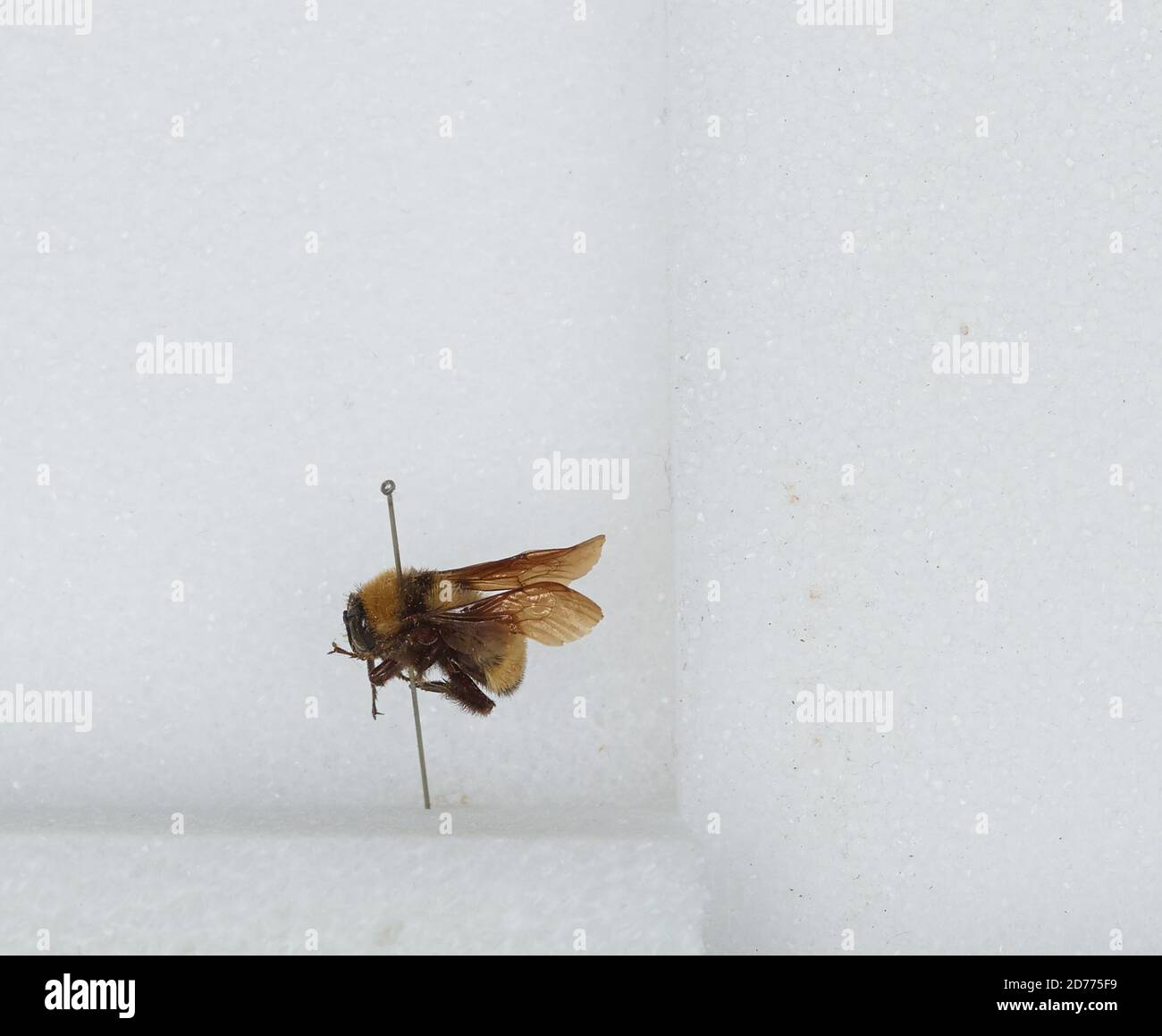 Bombus (Fervidobombus) fervidus fervidus (Fabricius), Animalia ...