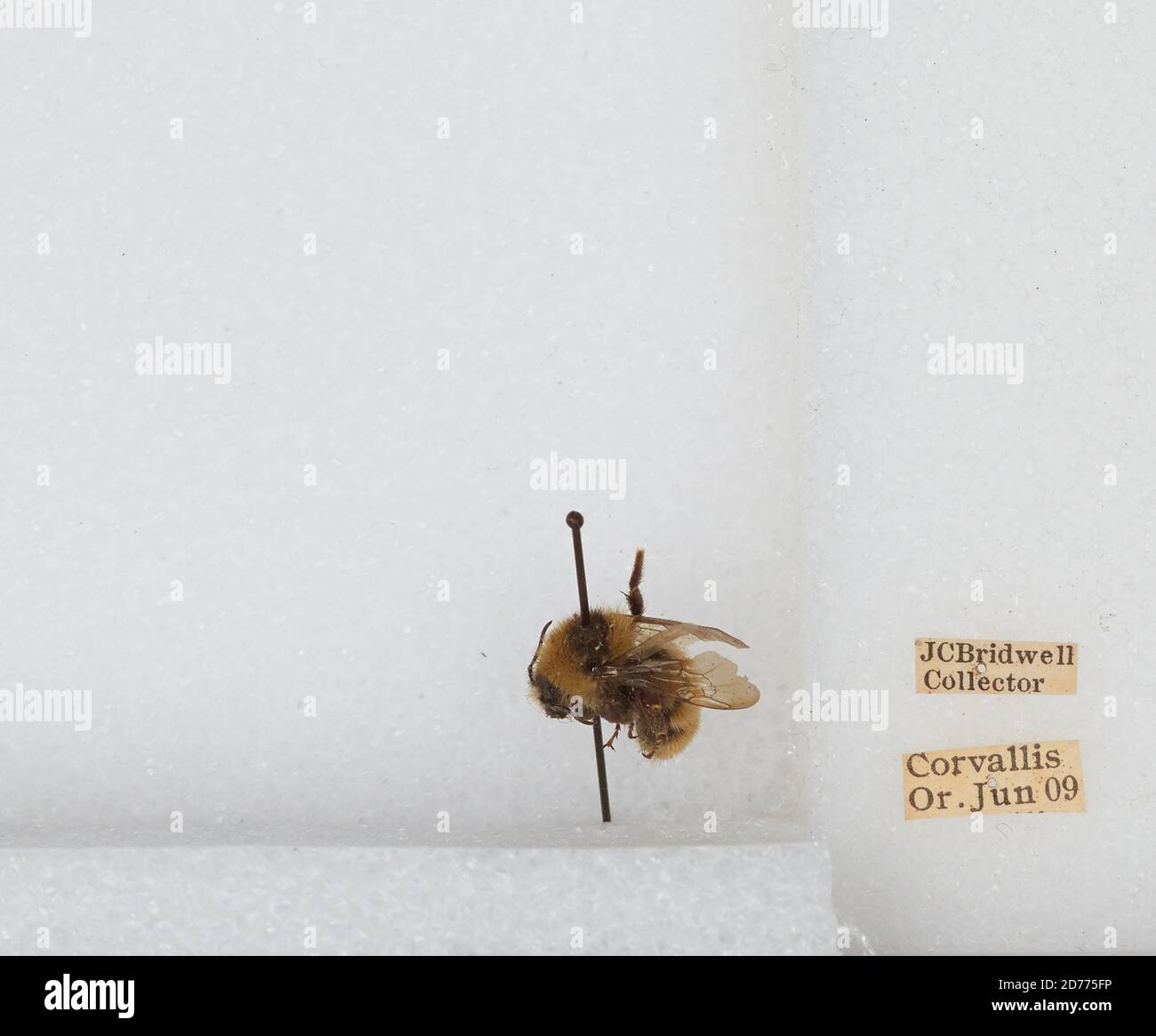 Corvallis, Benton, Oregon, United States, Bombus (Subterraneobombus ...