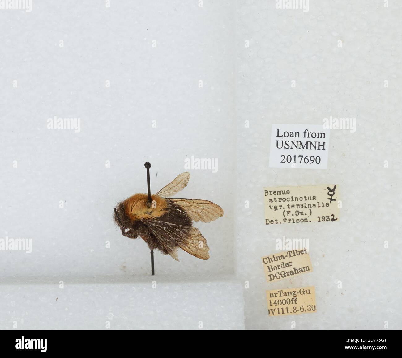 near Tang-Gu, China Tibet border, China, Bombus (Festivobombus ...