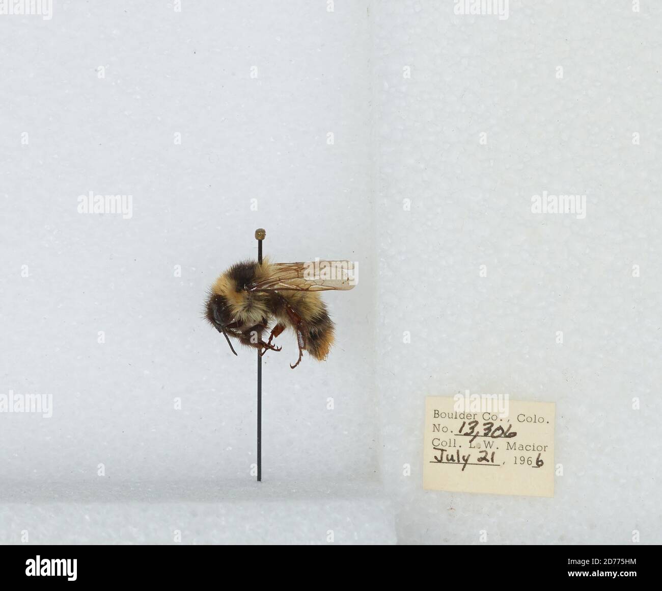Boulder, Colorado, United States, Bombus (Alpinobombus) balteatus ...