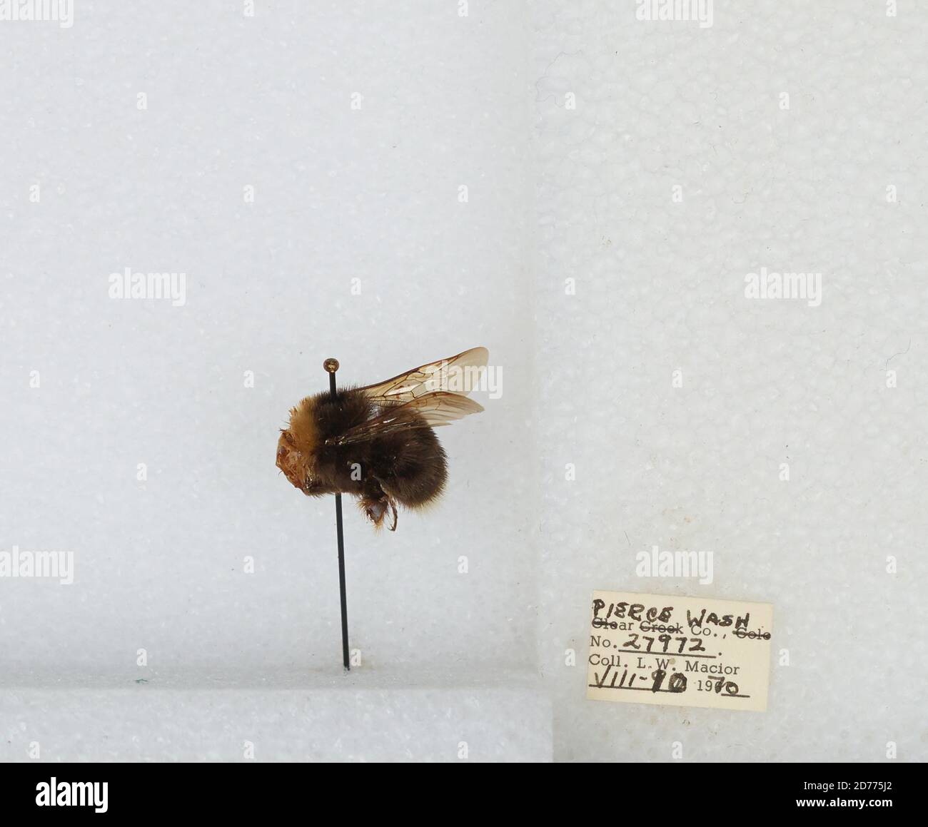 Pierce, Washington, United States, Bombus (Bombus) occidentalis Greene ...