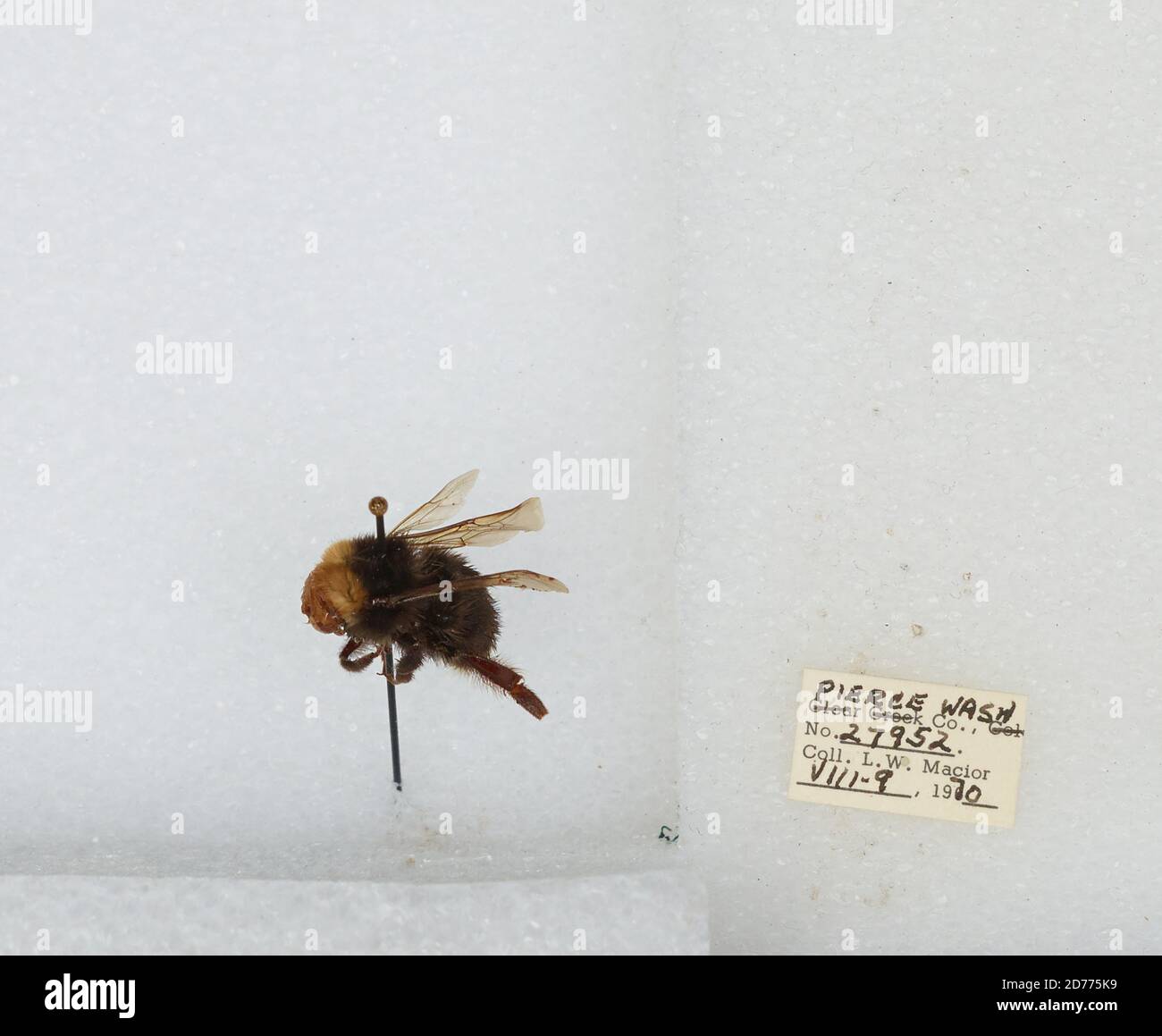 Pierce, Washington, United States, Bombus (Bombus) occidentalis Greene ...