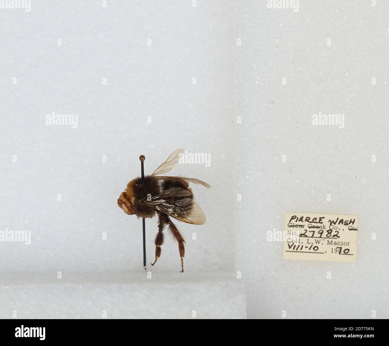 Pierce, Washington, United States, Bombus (Bombus) occidentalis Greene ...