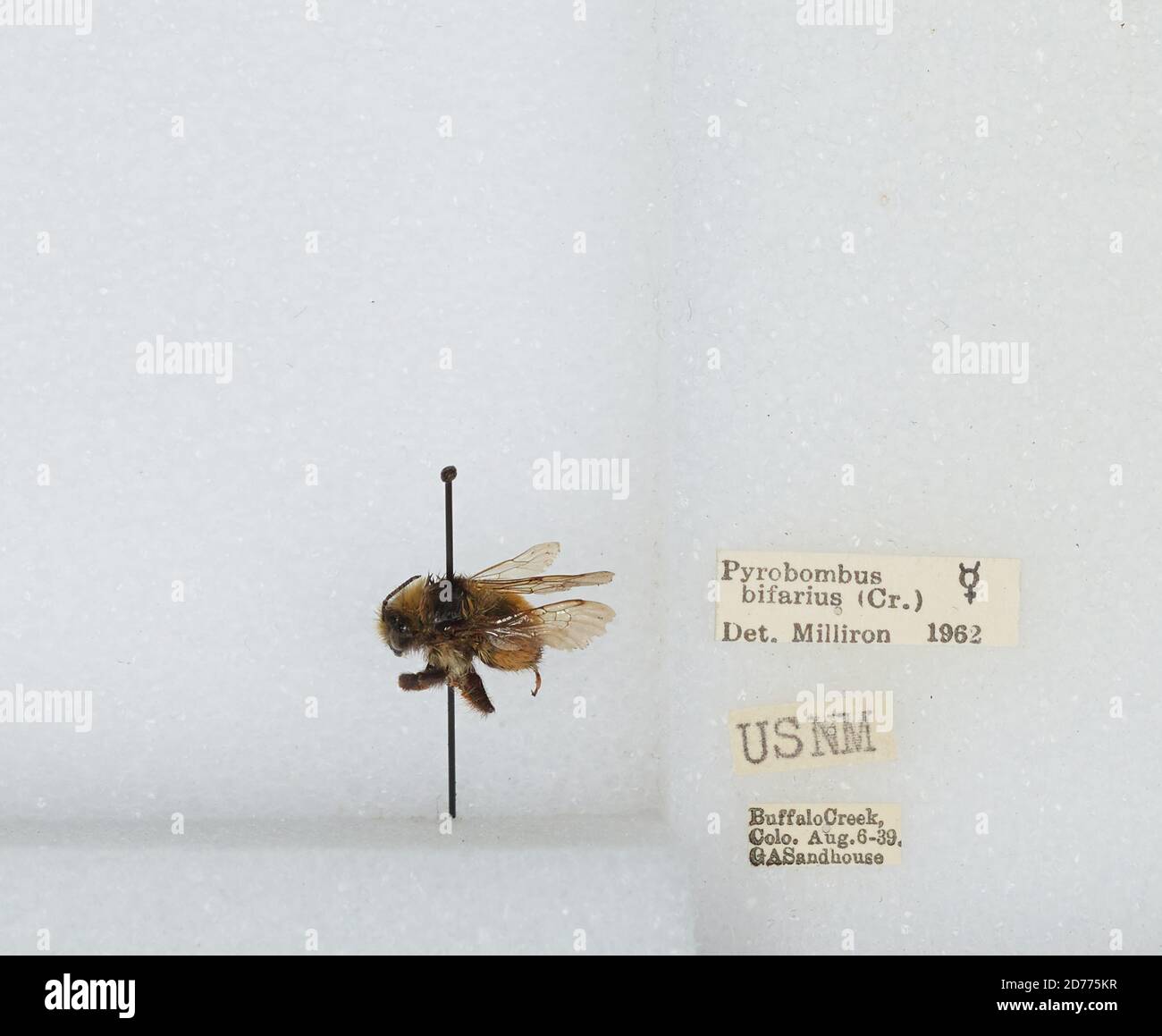 Buffalo Creek, Jefferson, Colorado, United States, Bombus (Pyrobombus ...