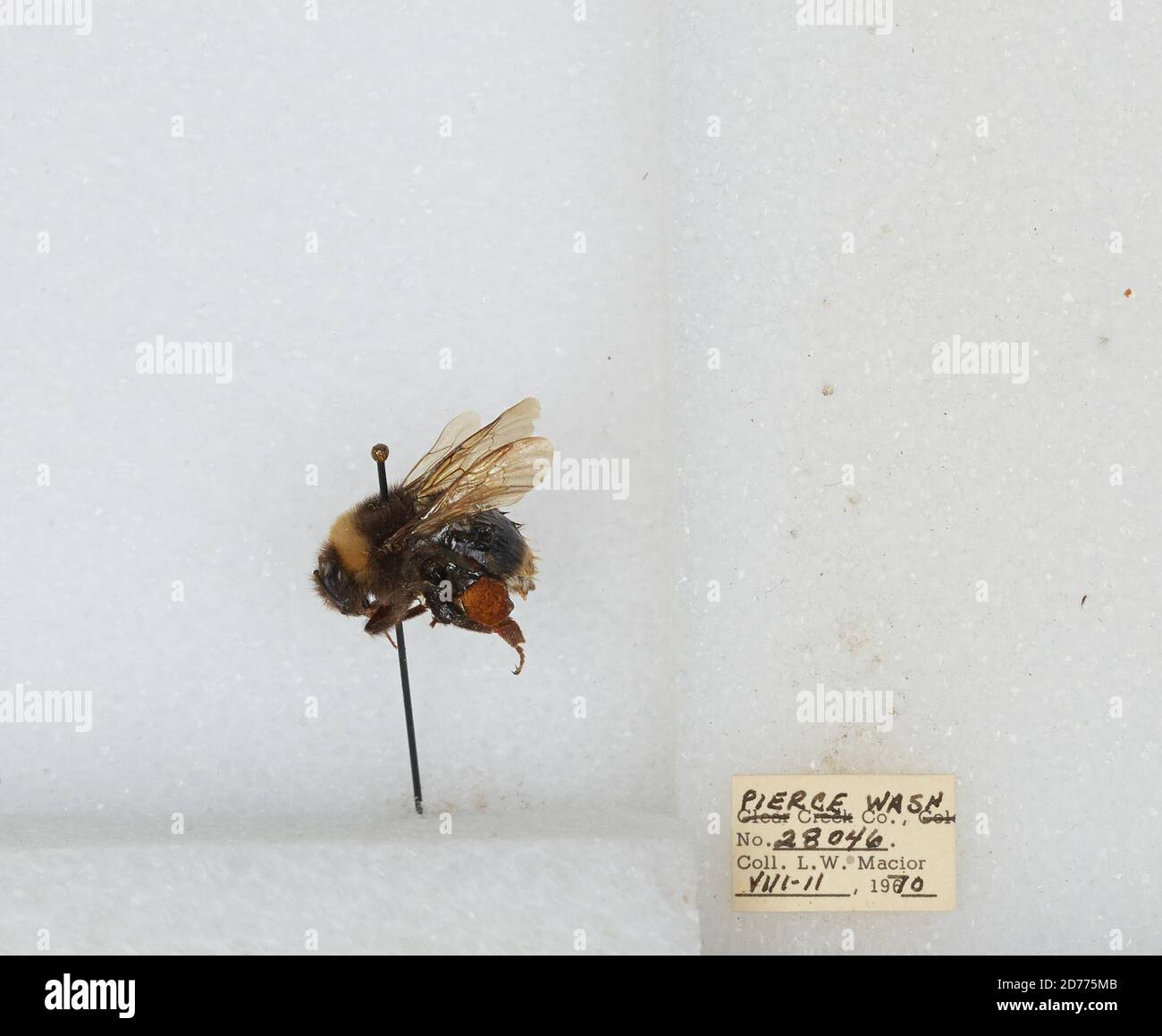 Pierce, Washington, United States, Bombus (Bombus) occidentalis Greene ...