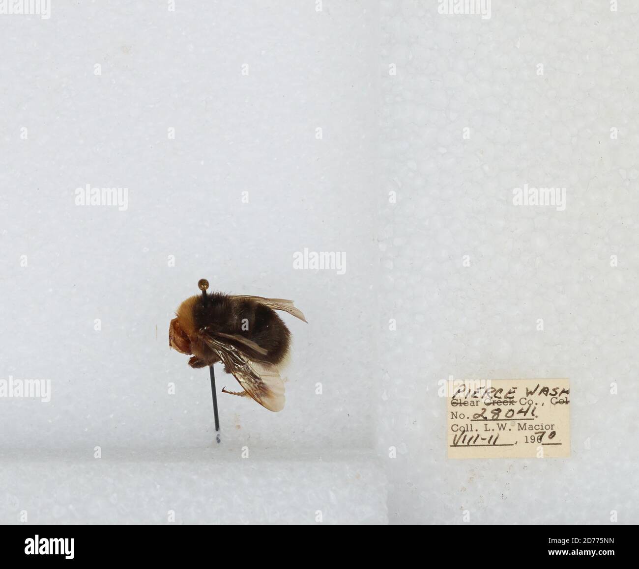 Pierce, Washington, United States, Bombus (Bombus) occidentalis Greene ...