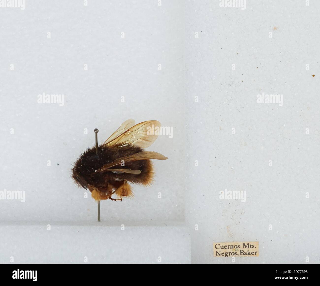 Cuernos Mountains, Negros Oriental, Philippines, Bombus (Pyrobombus ...