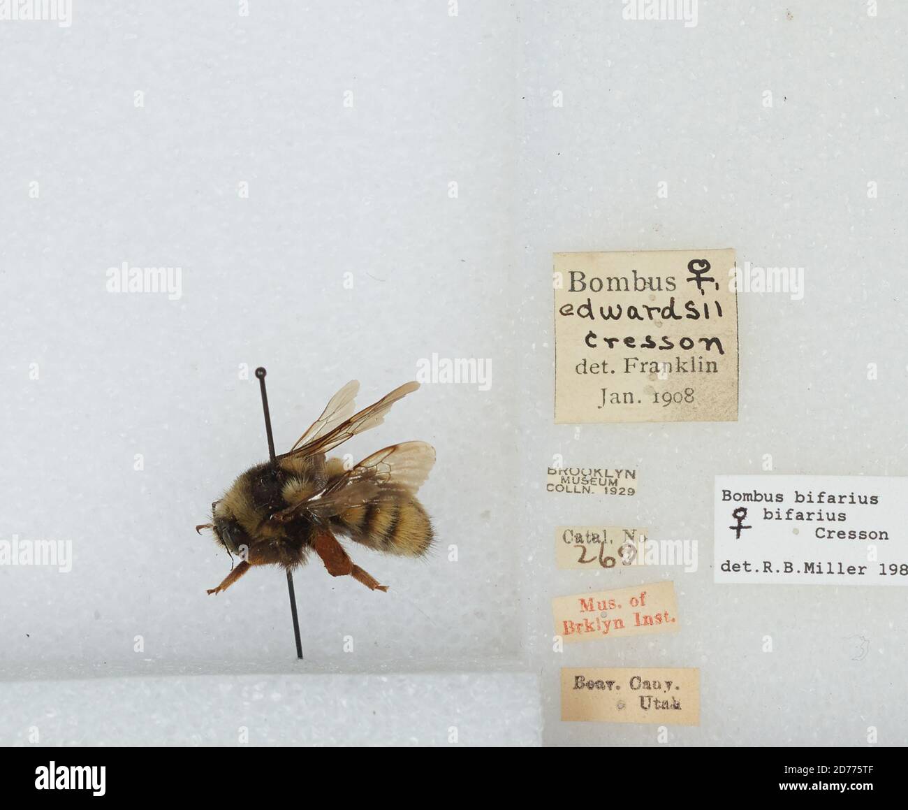 Beaver Canyon, Beaver, Utah, United States, Bombus (Pyrobombus ...