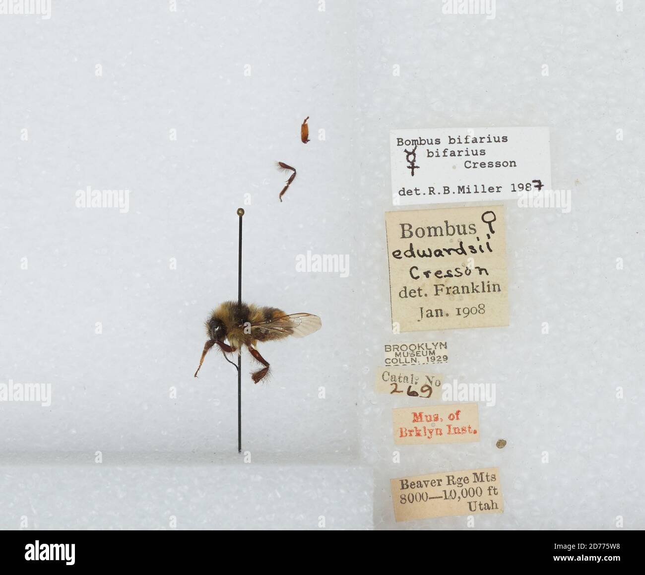 Beaver Range Mountains, Utah, United States, Bombus (Pyrobombus ...