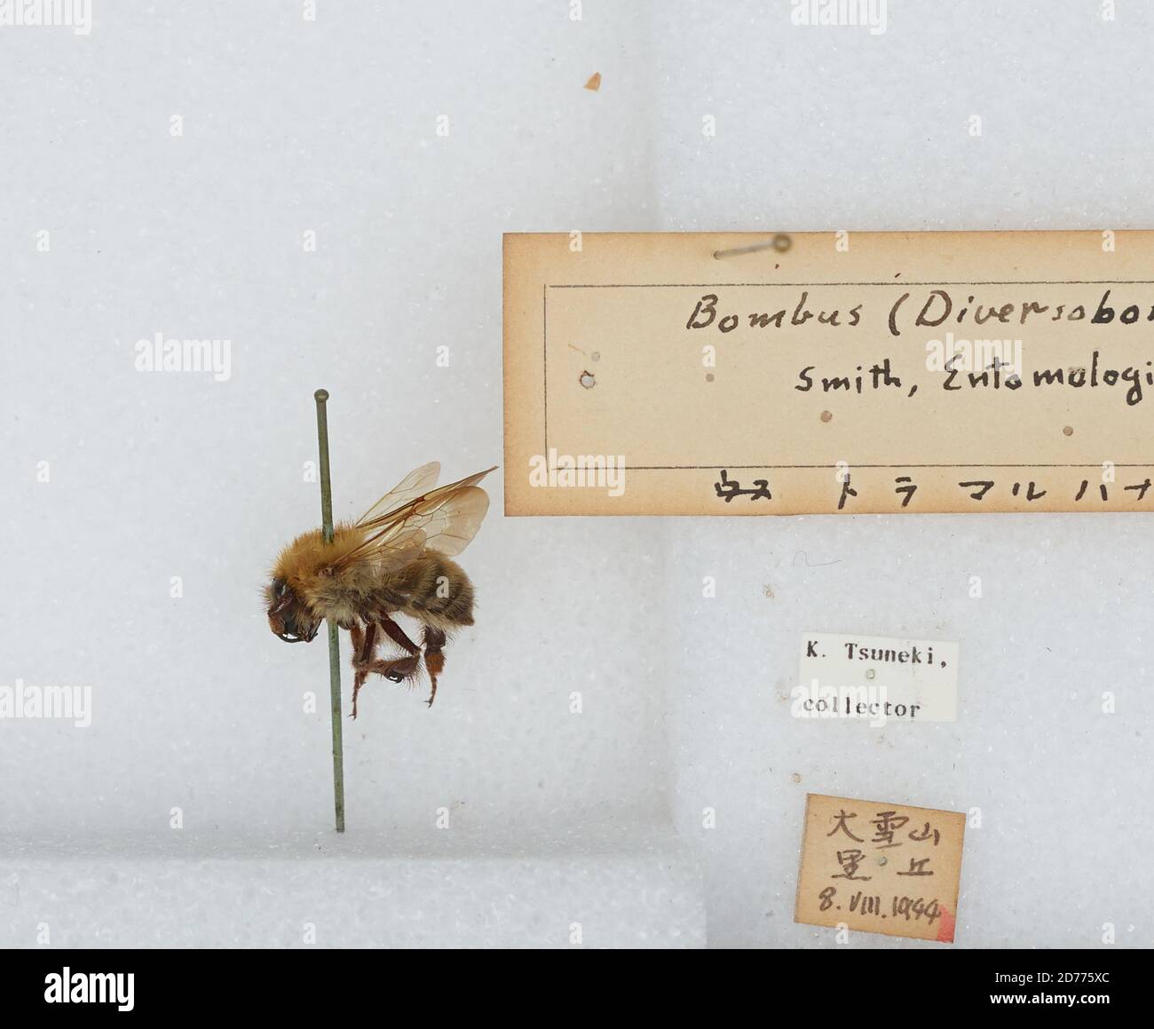 Mount Kuro, Daisetsuzan, Japan, Bombus (Diversobombus) diversus Smith, Animalia, Arthropoda ...