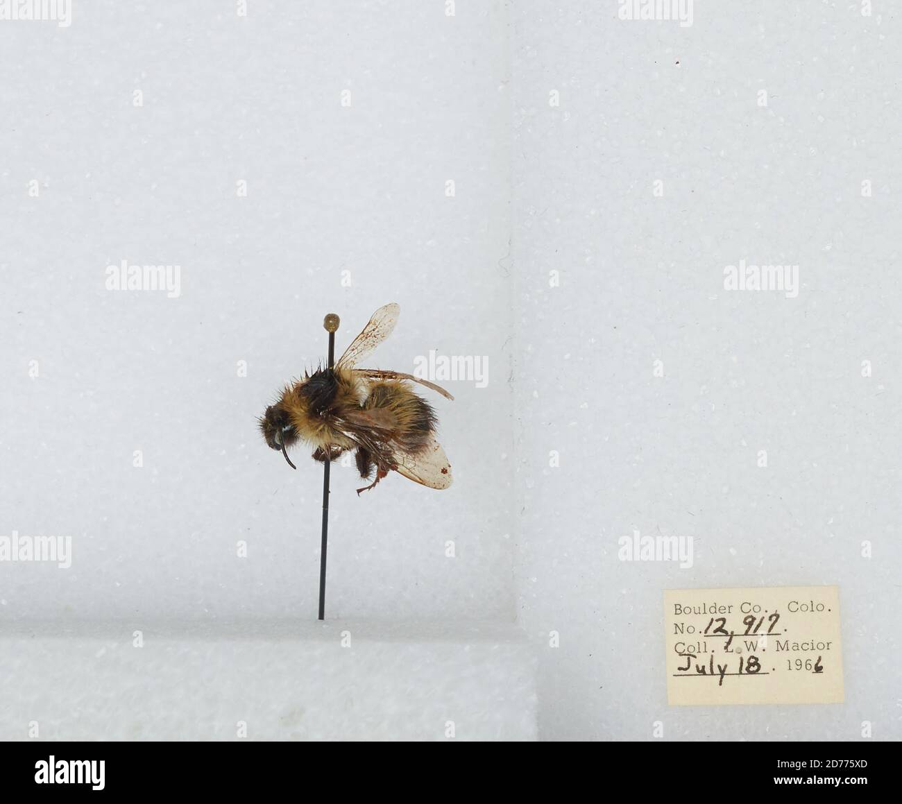 Boulder, Colorado, United States, Bombus (Alpinobombus) balteatus ...