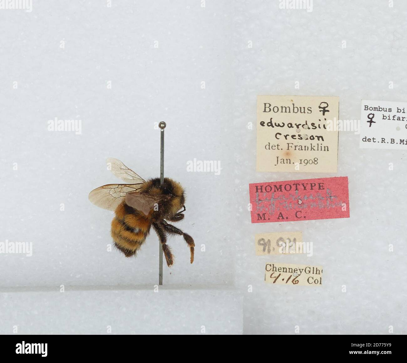 Chenney Gulch, Colorado, United States, Bombus (Pyrobombus) bifarius ...